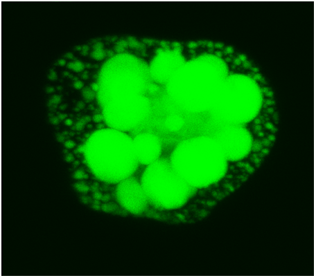 Parts Of A Cell | PPT